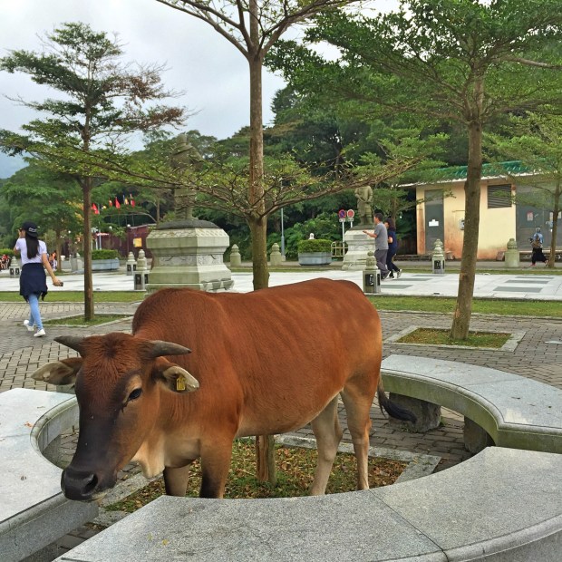 A Long Weekend in Hong Kong – bbm travels